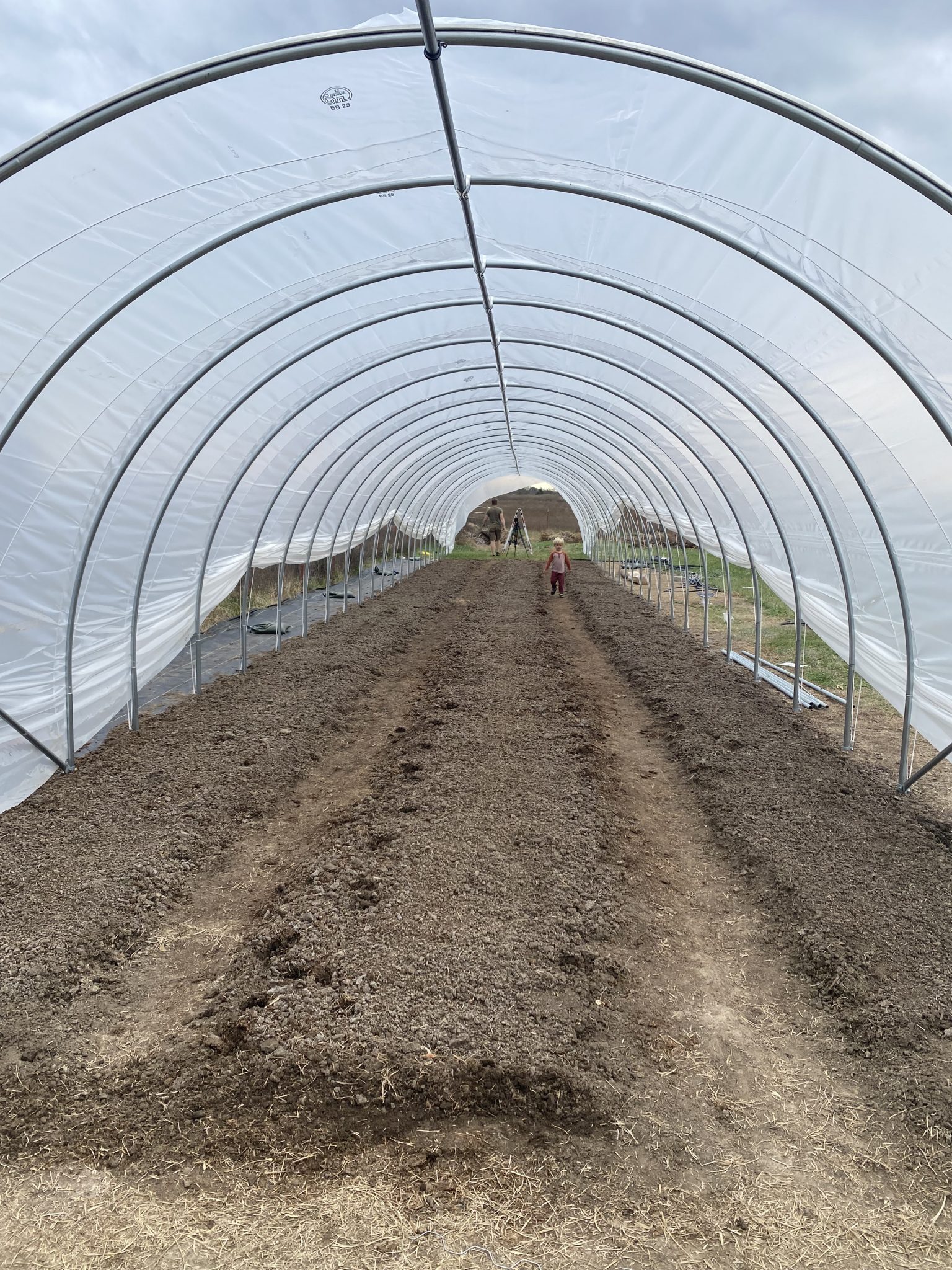 Planting Ranunculus in Our Tunnel! - Coram Deo Flower Farm